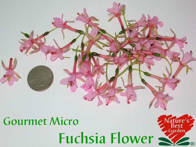 NBG Micro Flowers